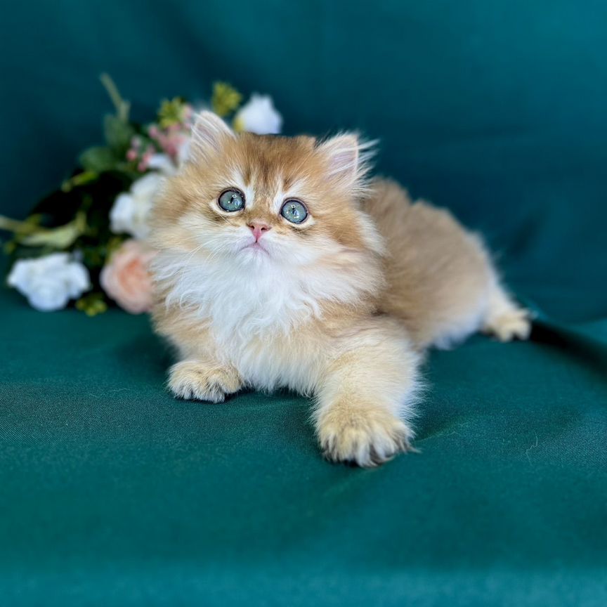 Британская затушеванная в разведение