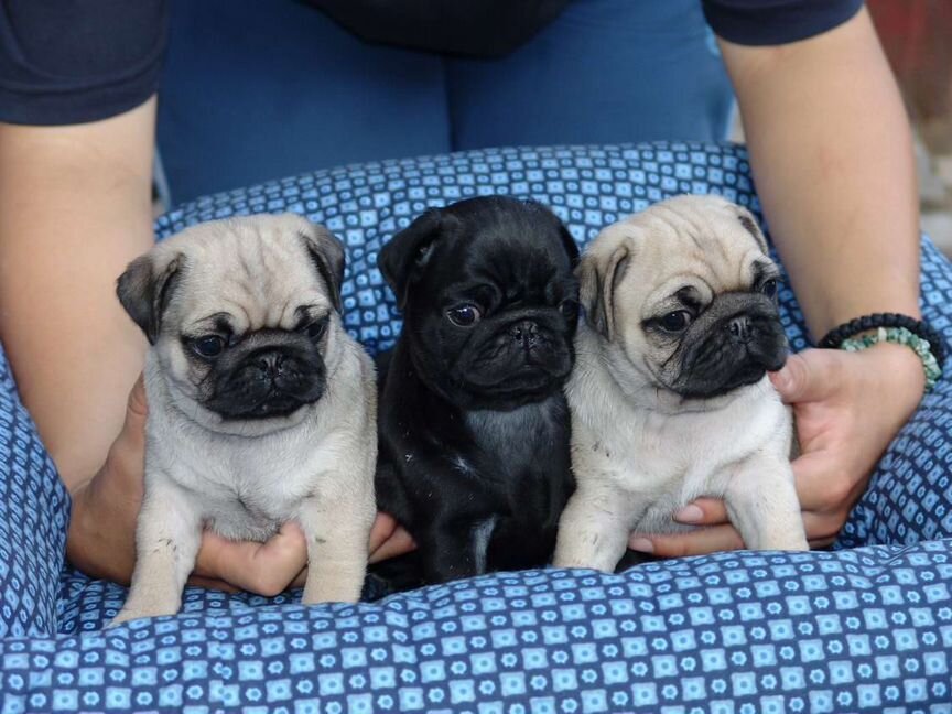 Мопс
