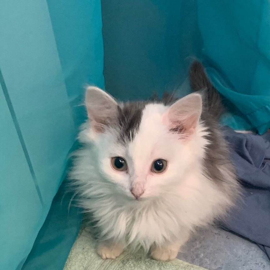 Котенок Павлик