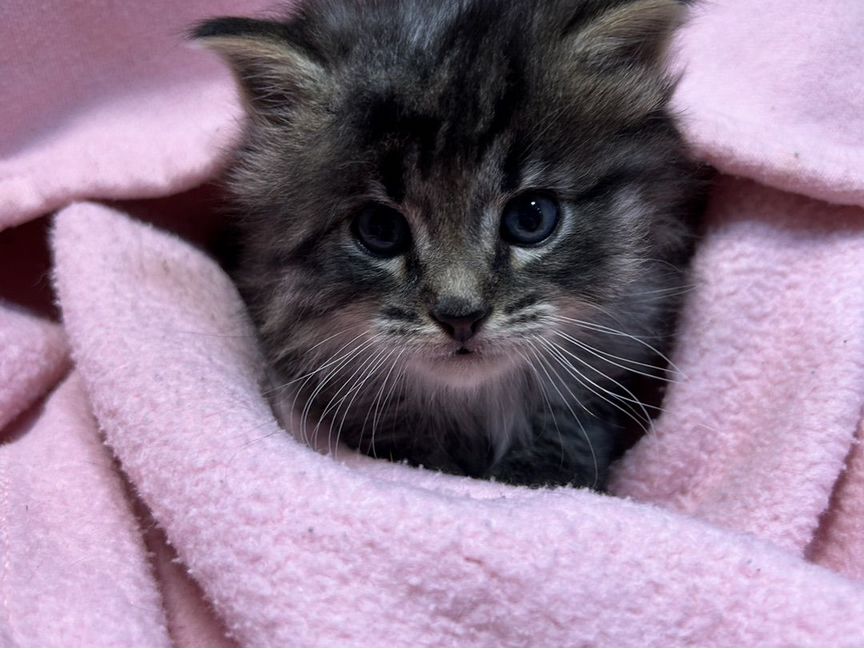 Котёнок Козя