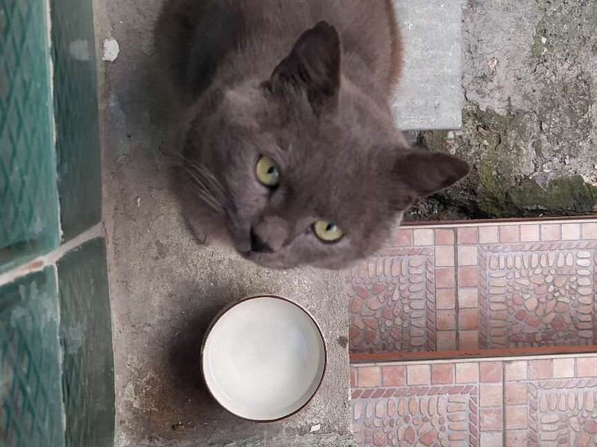 Британский кот