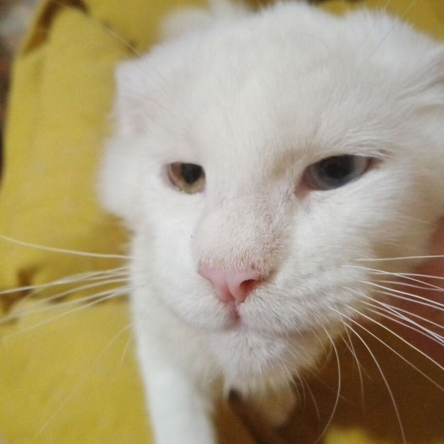 Котик мейн-кун 4 мес
