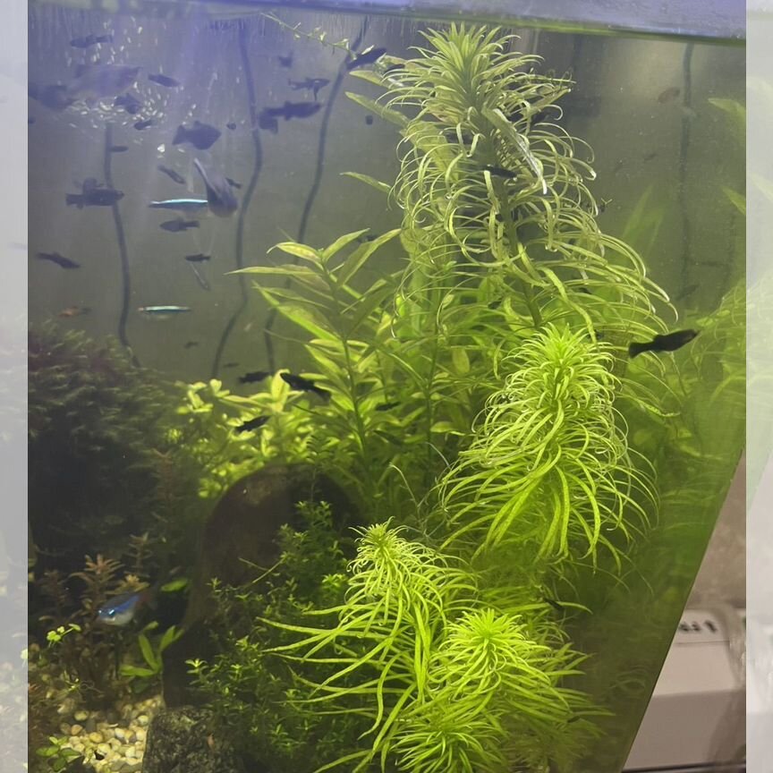 Аквариумные рыбки