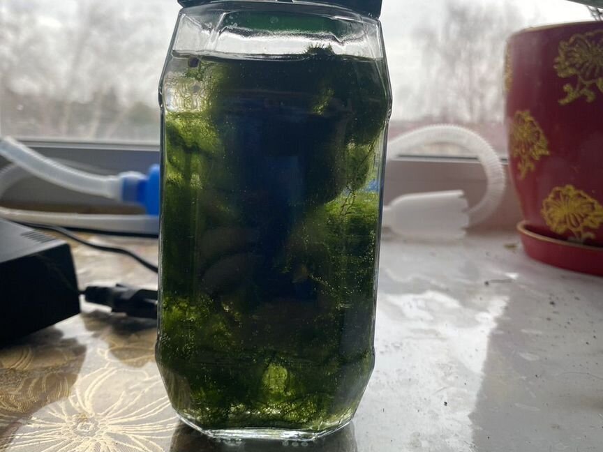Водоросли для аквариума