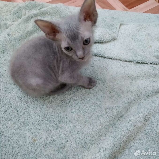 Продаются котята породы сфинкс
