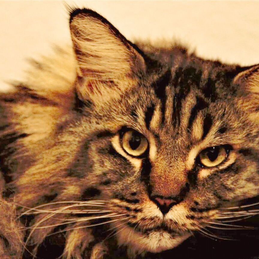 Отдам кота в добрые руки бесплатно