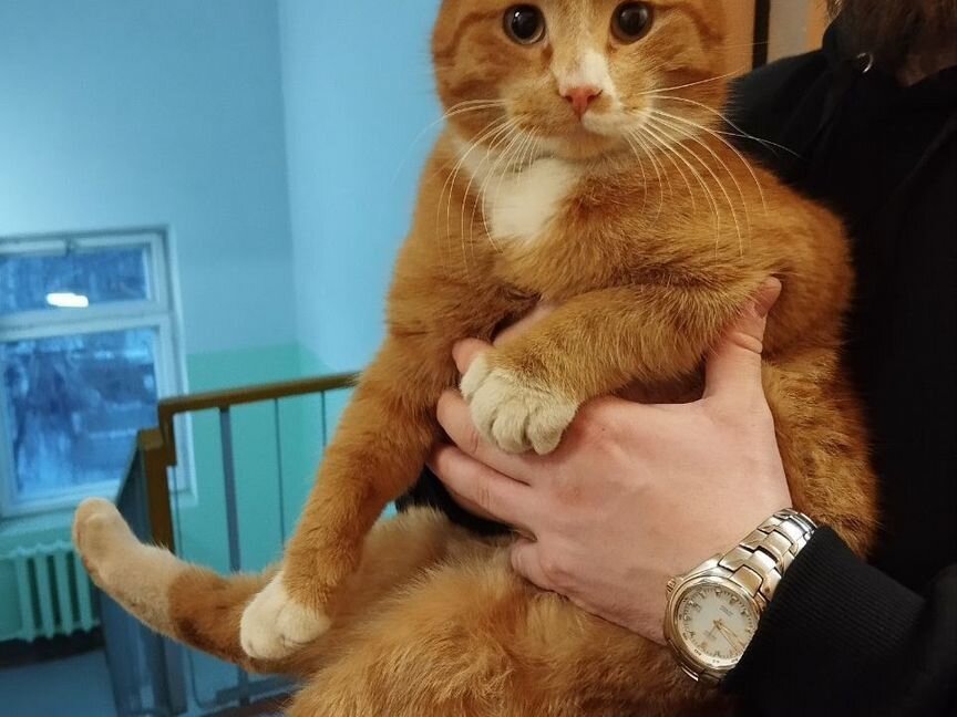 Электрик (кот, котёнок, 10 месяцев)