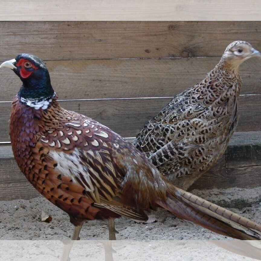 Продам фазана