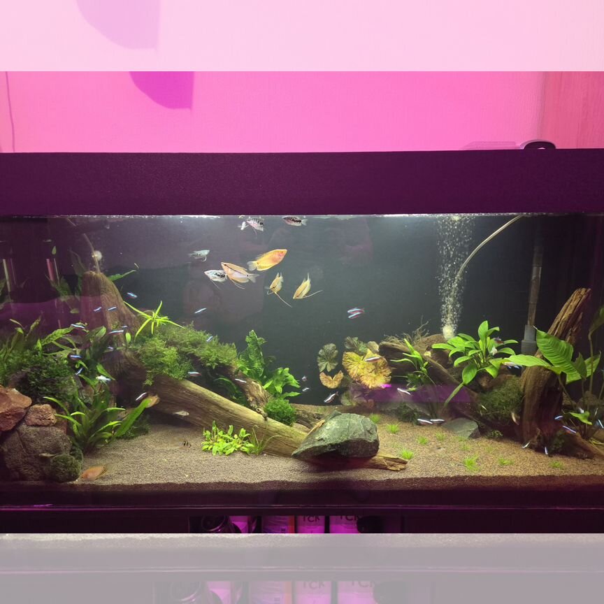 Рыбки неоны красные