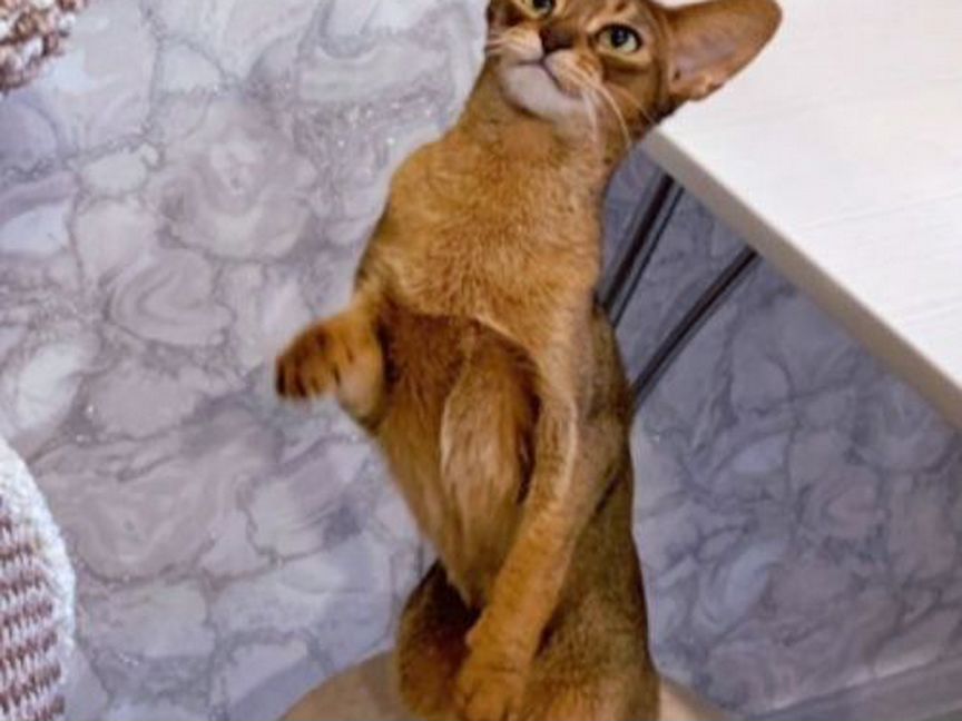 Две Абиссинские кошки, повязана котом