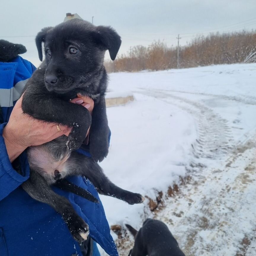 Щенок в добрые руки