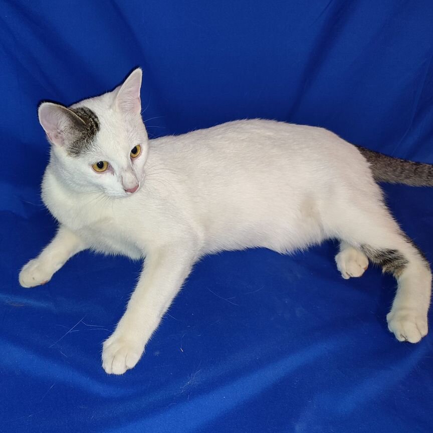 Молодой котик