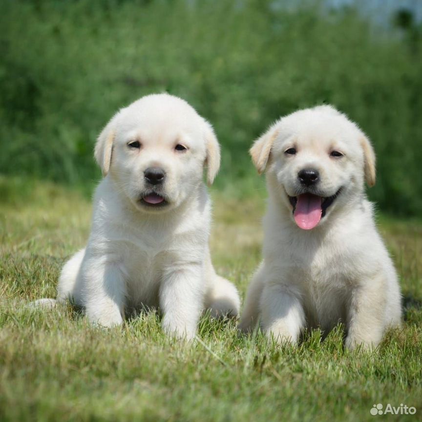 Лабрадор ретривер щенки