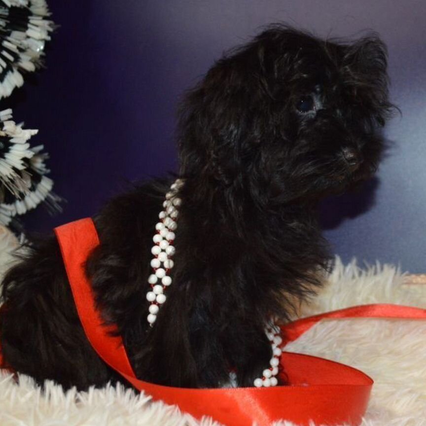 Мальтипу, щенок