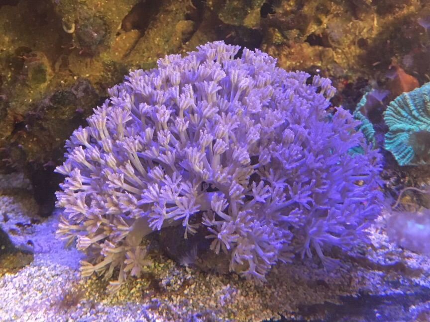 Ксения пульсирующая. Эуфилия. Кораллы
