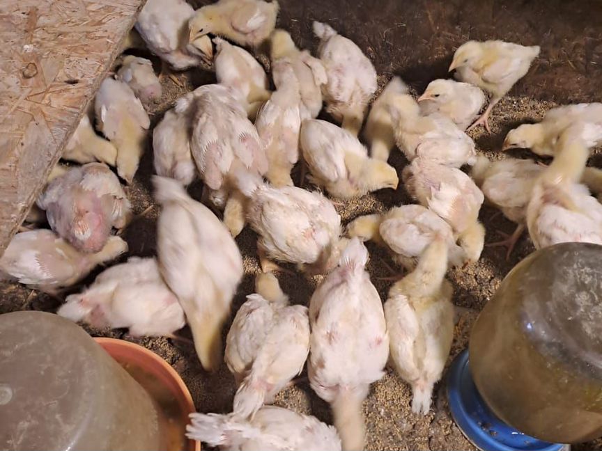 Цыплята бройлеры Кобб 500