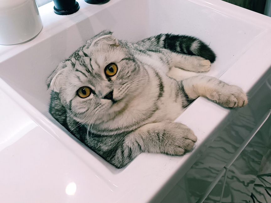 Шотландский вислоухий котик