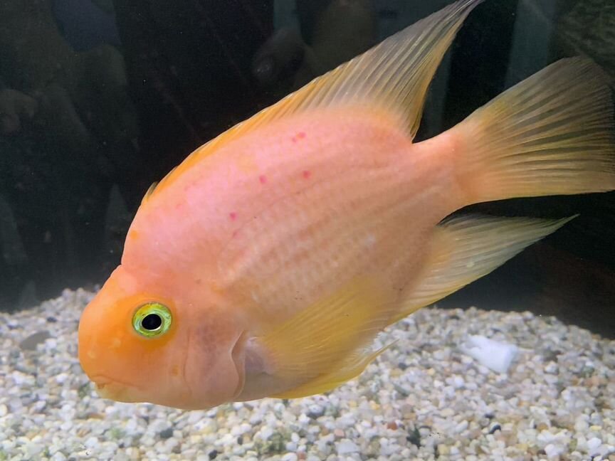 Рыба попугай