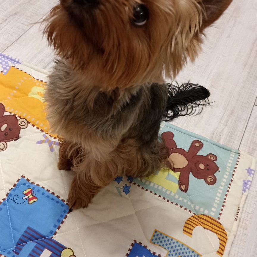 Йоркширский терьер