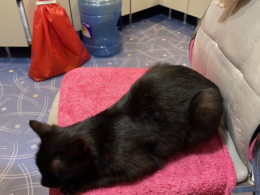 Кошечка Багира