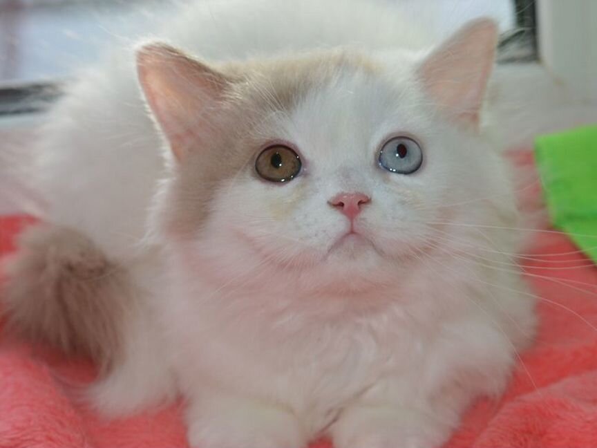 Белое облако