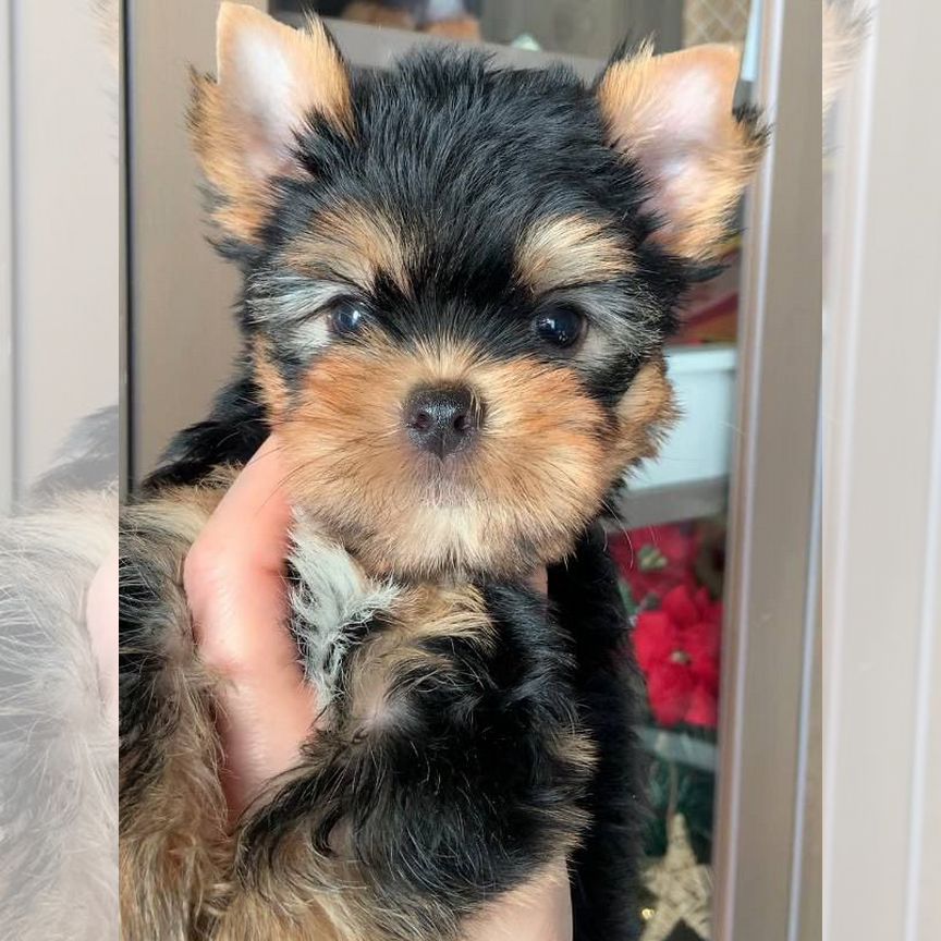 Йоркширский терьер, щенок