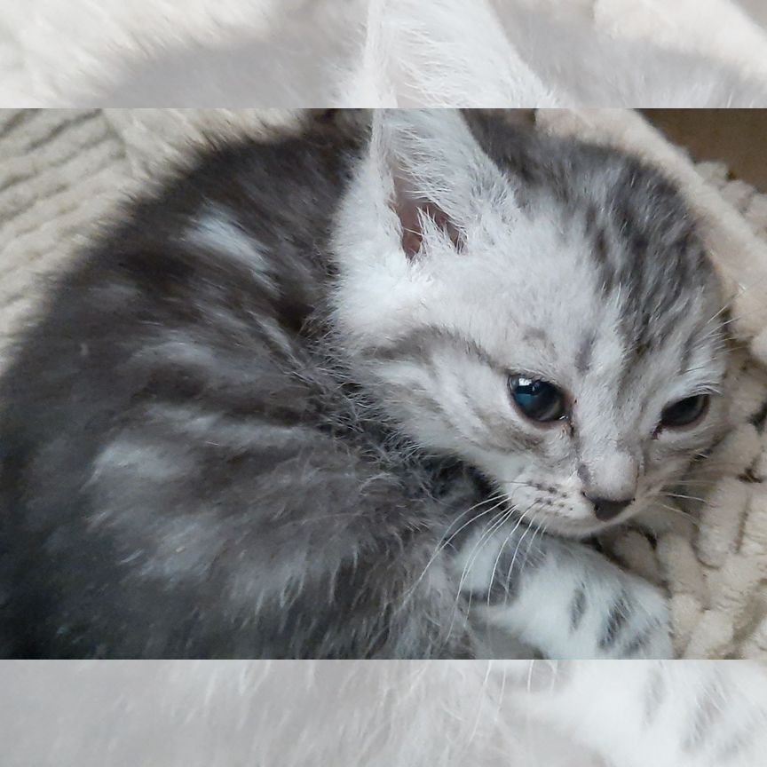Котёнок в добрые руки