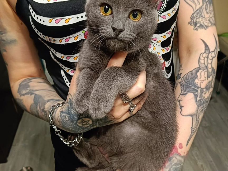 Котенок рг в добрые руки