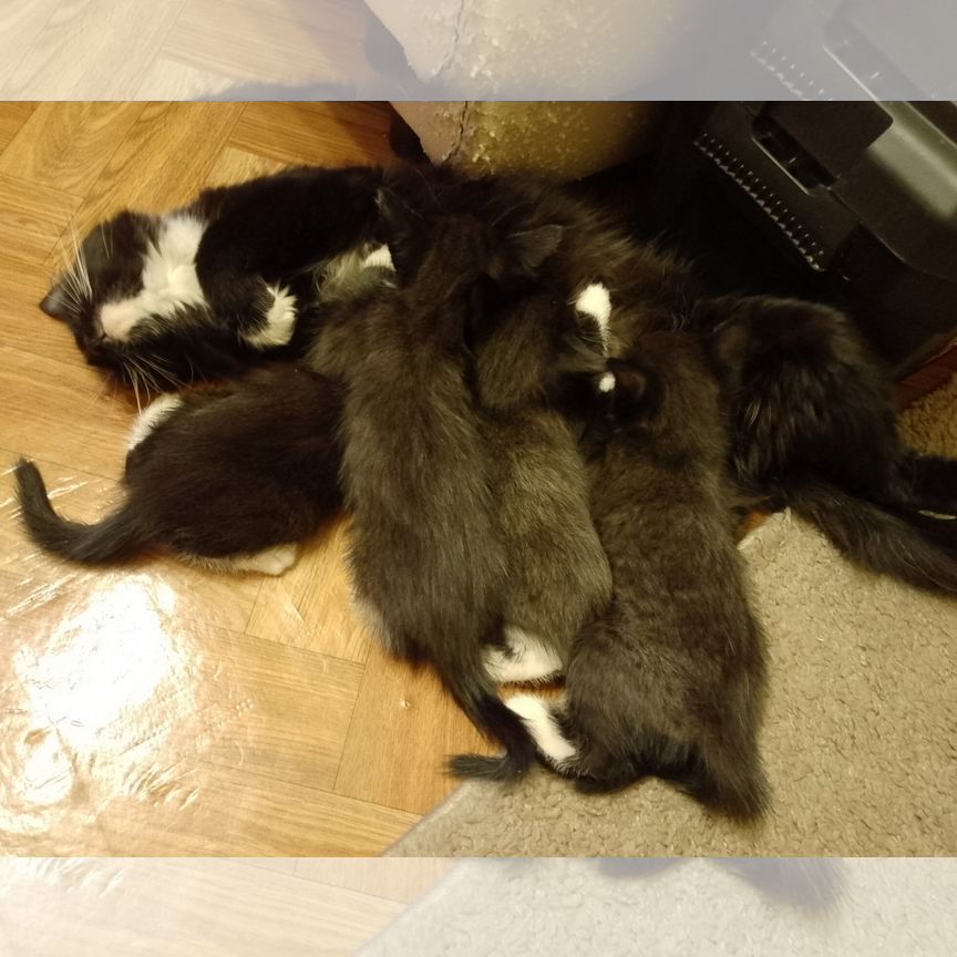 Котёнок в добрые руки