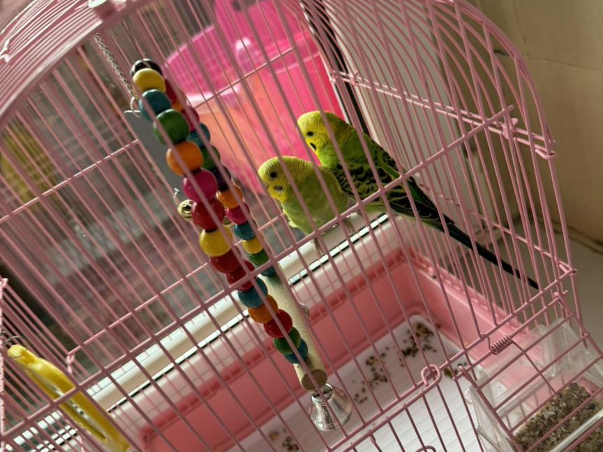 Волнистый попугай