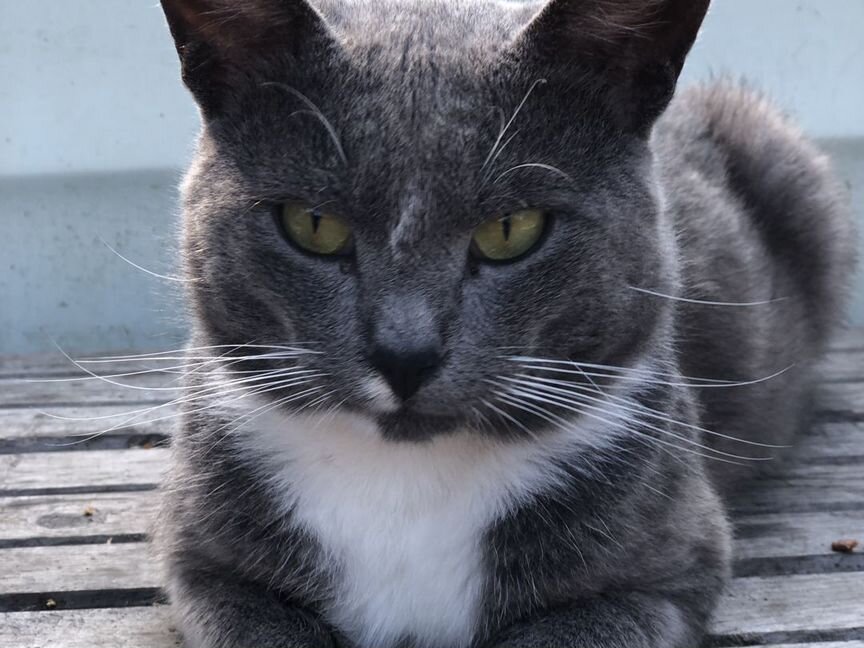 Кот в добрые руки в дар бесплатно