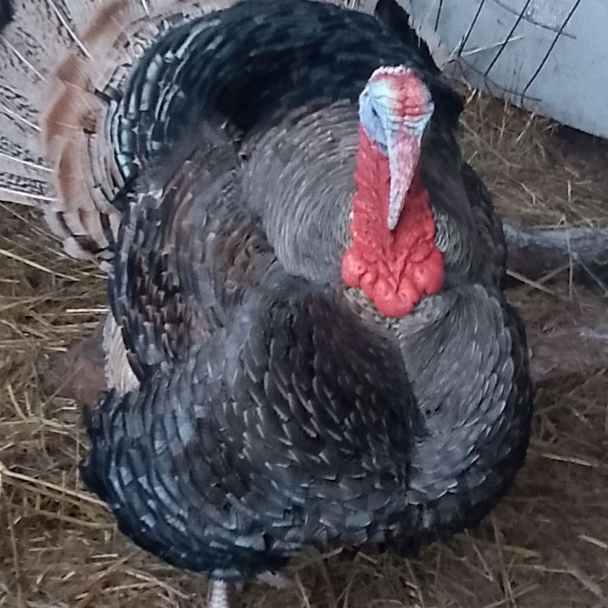 Индюки и Гуси