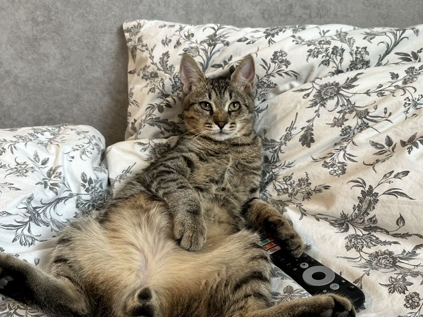 Кот. Молодой котик