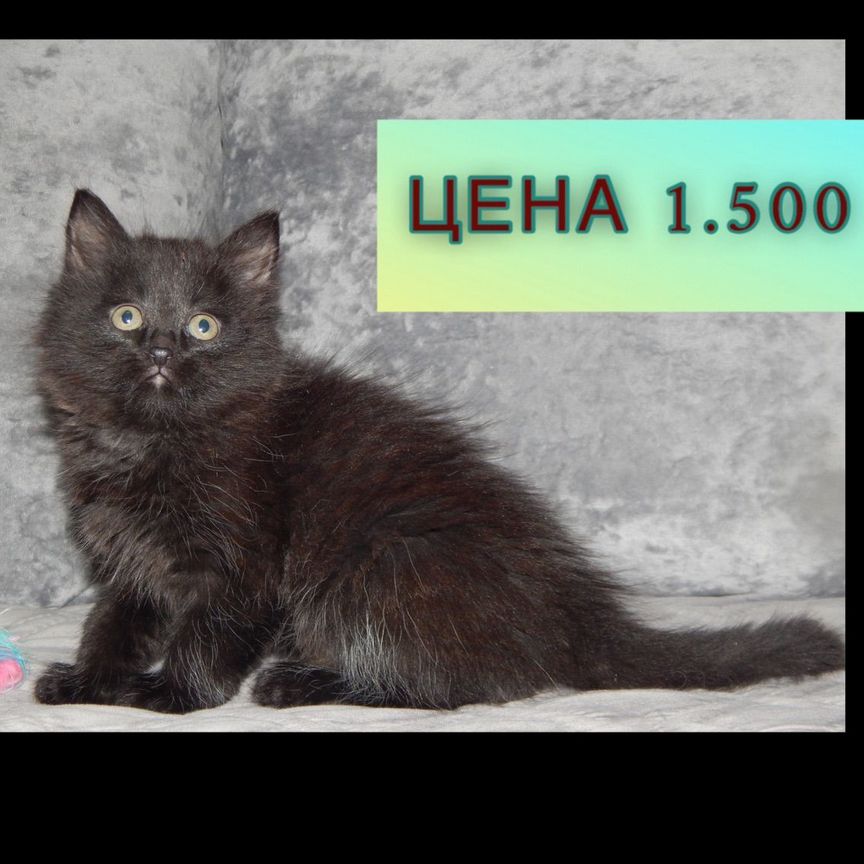 Сибирский котёнок