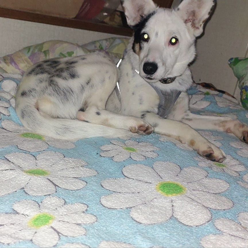 Щенок в добрые руки