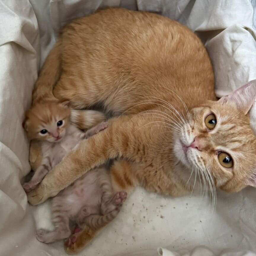 Рыжий котенок в добрые руки