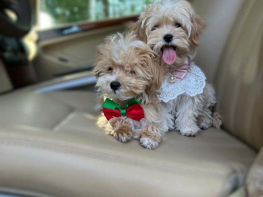 Мальтипу f1 mini