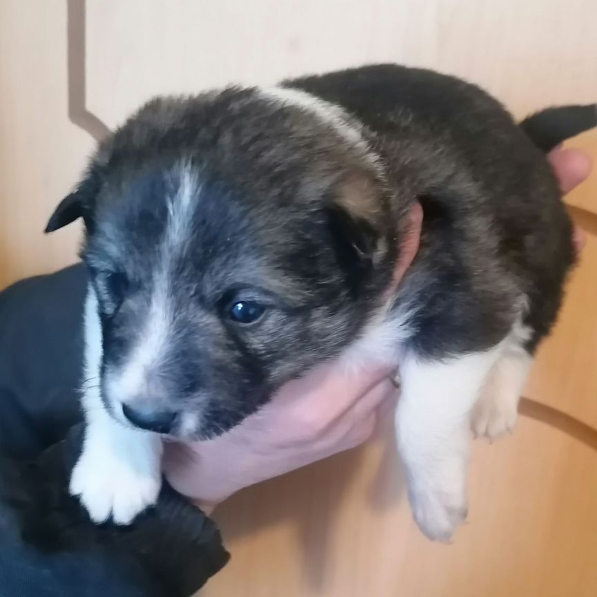 Щенки от лайки