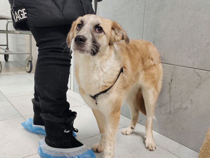 Добродушная собака в добрые ручки