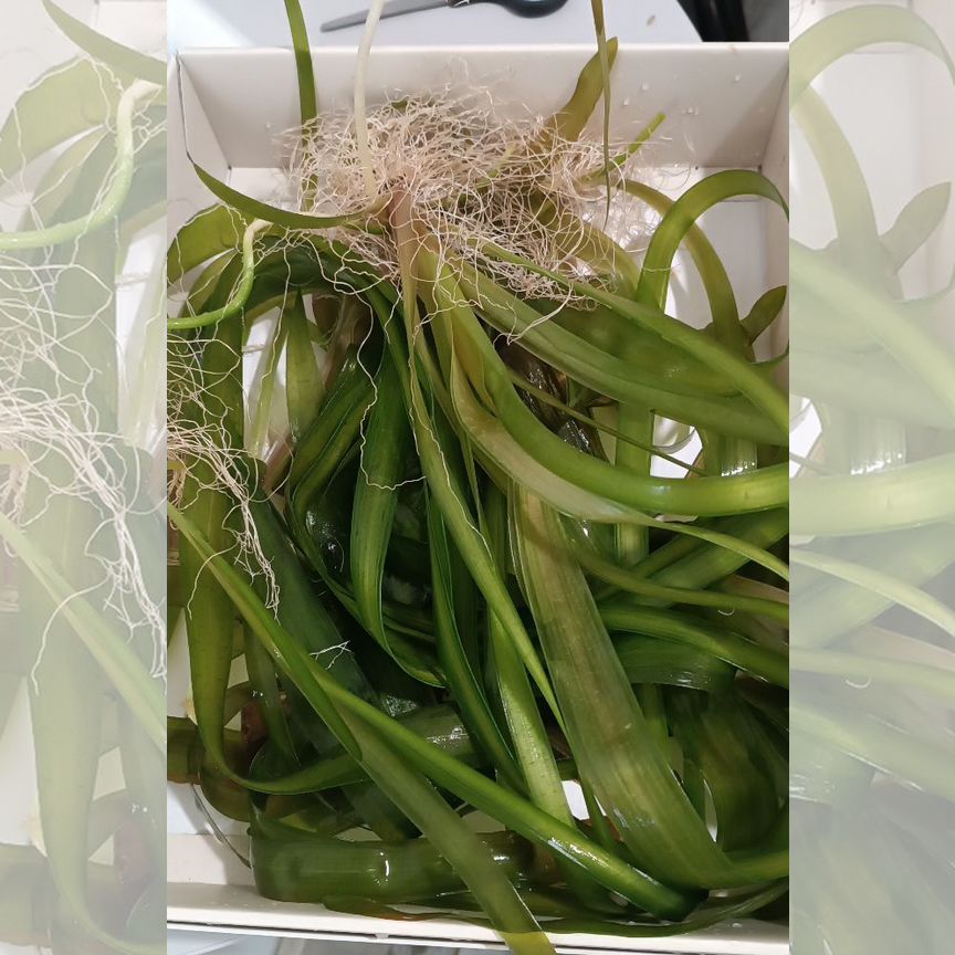 Валиснерия гигантская