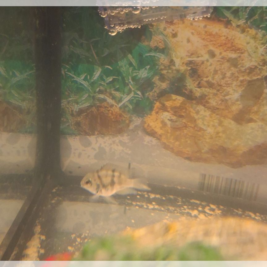 Рыбка сапфировый попугай