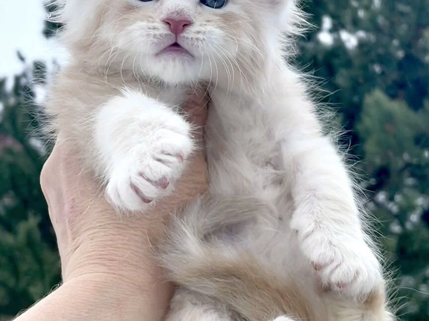 Мейн кун котенок