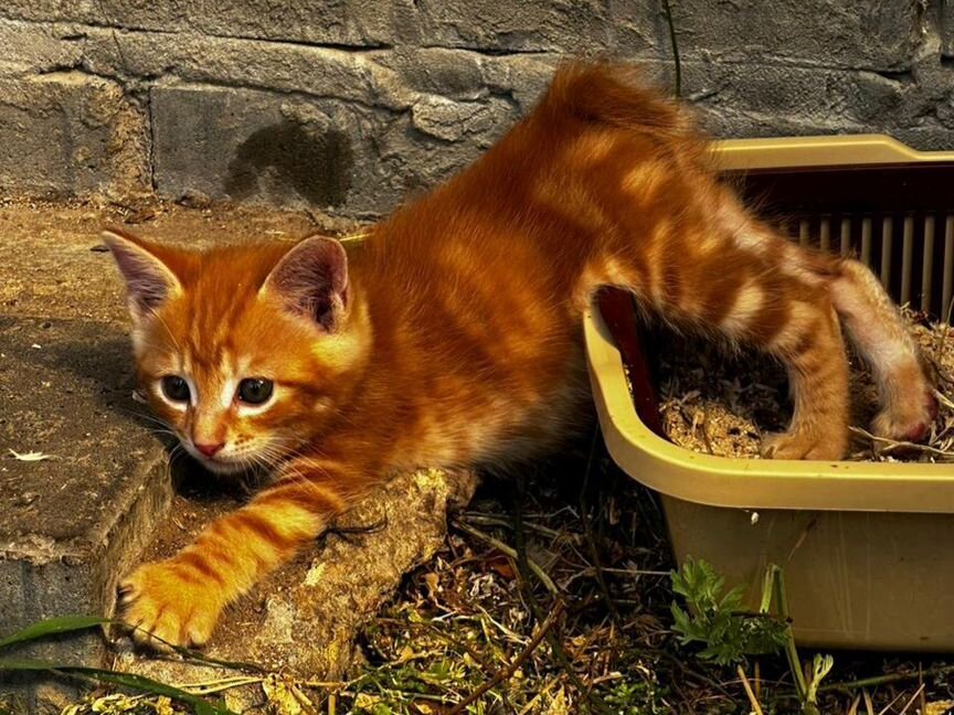 Котята бобтейл