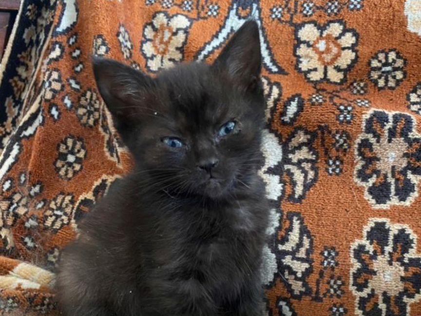 Котёнок ищет дом
