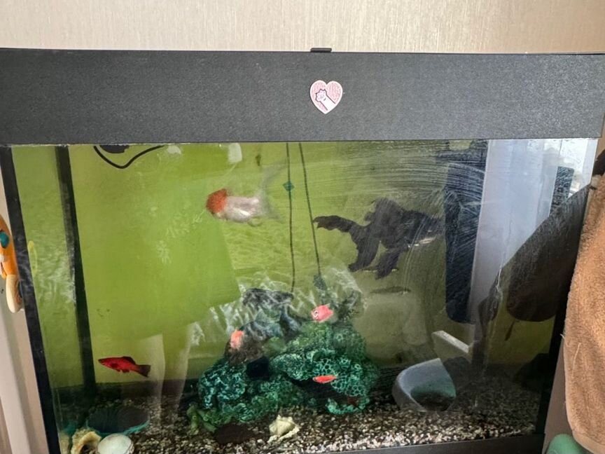 Аквариум с рыбками