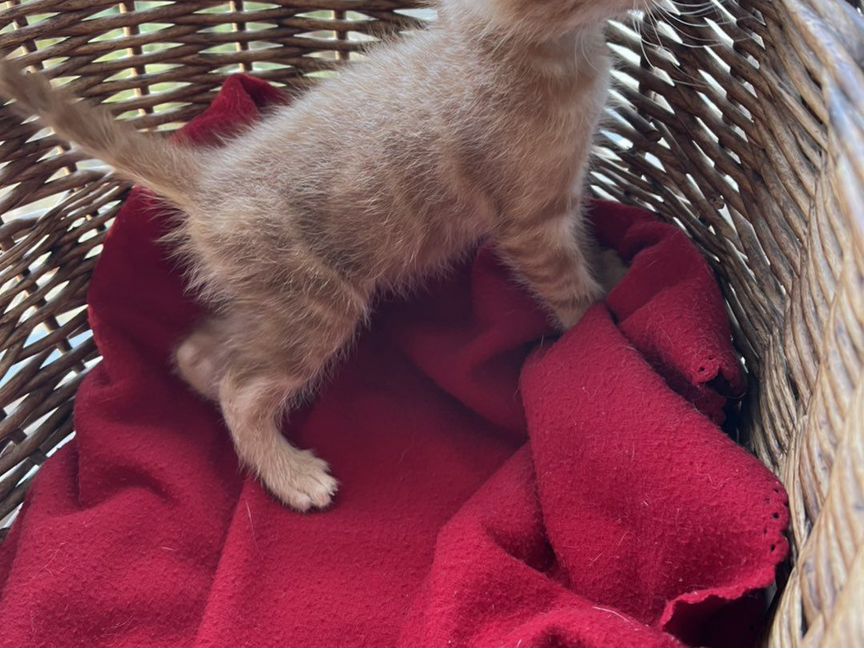 Котёнок метис скоттиш страйт