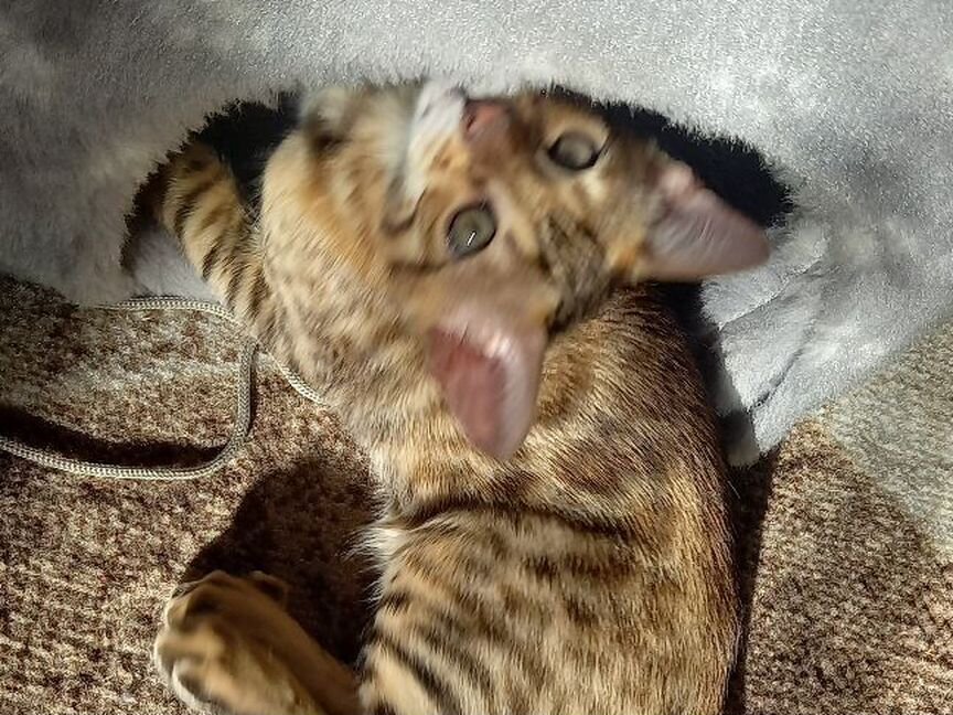 Бенгальские котята