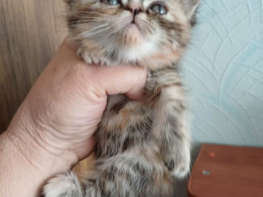 3Х цветная очаровашка от мамы экзотки И папы перса