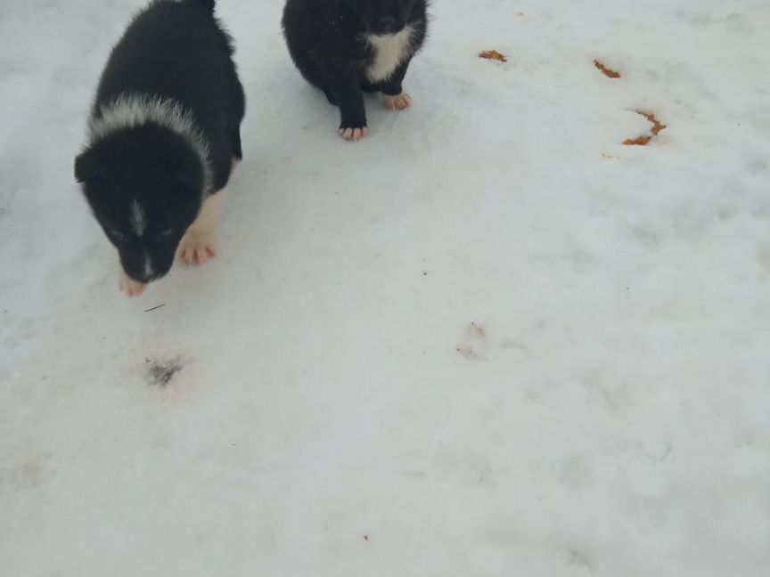 Русско европейская лайка