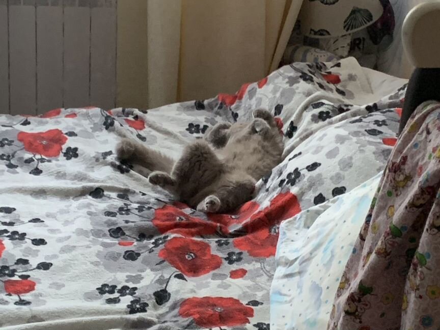 Шотландская вислоухая кошка вязка